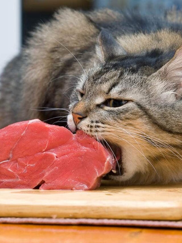 Best High Calorie Cat Food Options For Underweight Kitties Story The 