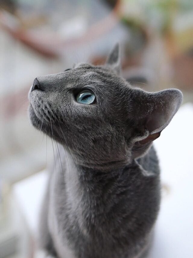15 Gorgeous Grey Cat Breeds You’ll Love Story - The Discerning Cat