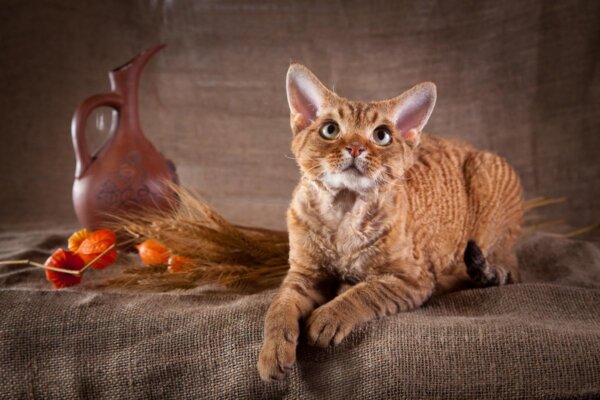 22 Rare Cat Breeds | Uncommon Domestic House Cats