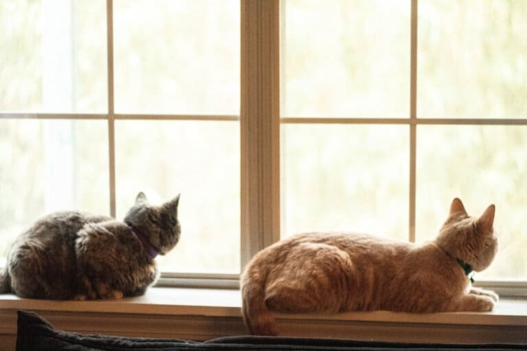 11 Indoor Cat Breeds You'll Want to Take Home I Discerning Cat