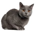 22 Rare Cat Breeds | Uncommon Domestic House Cats