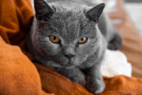 18 Super Cool Cat Breeds you'll Love I Discerning Cat