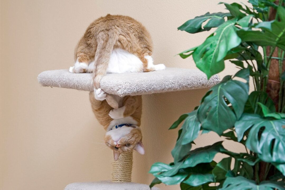 Why Do Cats Chase Their Tails? (2022) 5 Things You Need to Know I ...