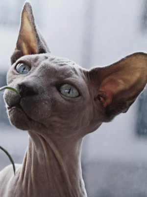 17 Unique Cat Breeds | Unusual Cat Breeds You’ll Love