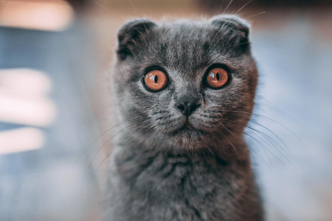 10 Flat Faced Cat Breeds You'll Love (2022) I The Discerning Cat