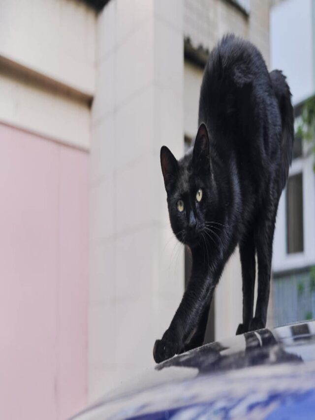Why Do Cats Arch Their Back 5 Reasons You Should Know Story The