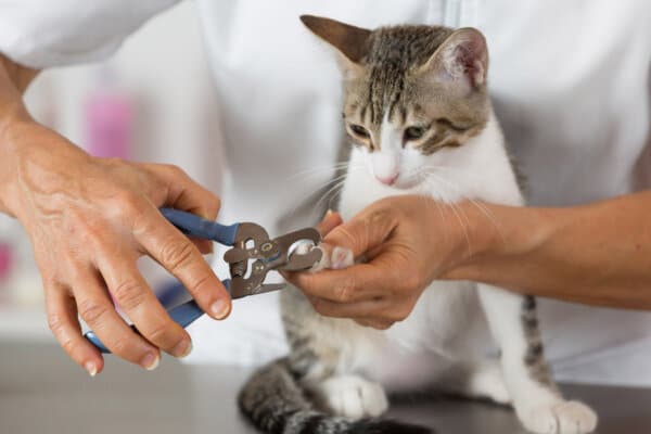 Why do Cats Bite their Nails? 9 Reasons You Should Know I Discerning Cat