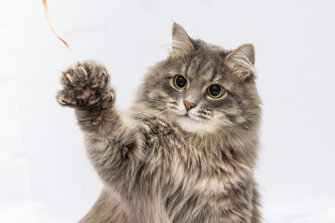 18 Super Cool Cat Breeds you'll Love I Discerning Cat