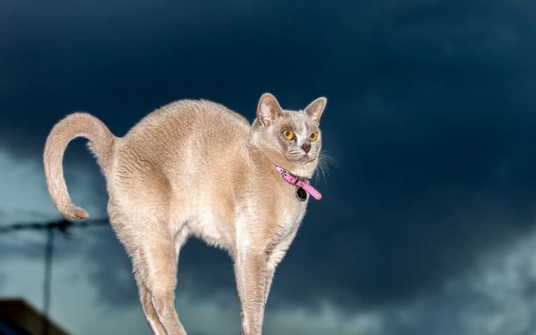 Why Do Cats Arch Their Back 2022 5 Reasons You Should Know I