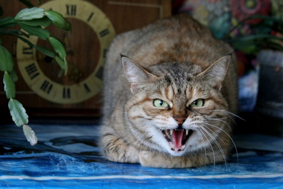 Why Do Cats Growl? 7 Reasons You Should Know I Discerning Cat