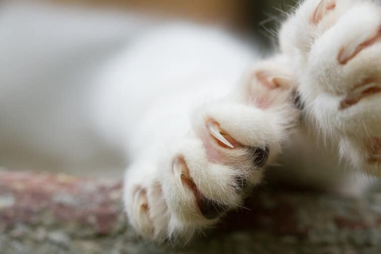 Why do Cats Bite their Nails? 9 Reasons You Should Know I Discerning Cat