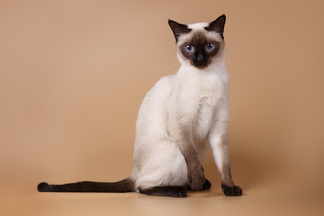 Ultimate Siamese Cat Personality Profile (2022) I What You need to Know ...