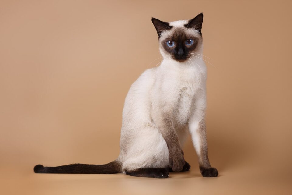 13 Most Popular Siamese Cat Colors (2022) You'll Love I The Discerning Cat
