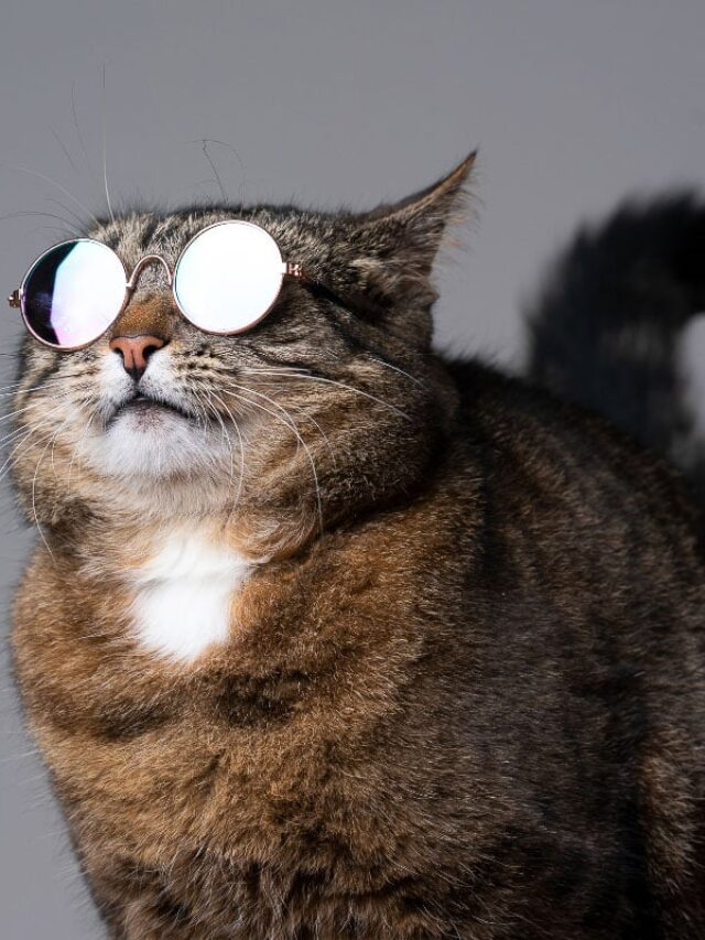 18 Super Cool Cat Breeds you’ll Love Story - The Discerning Cat