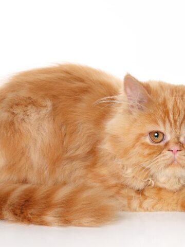 15 Beautiful Big Ear Cat Breeds that you'll Love I Discerning Cat
