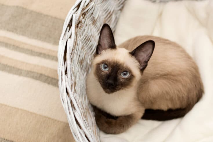 13 Most Popular Siamese Cat Colors I The Discerning Cat