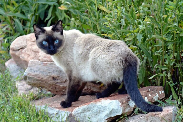 13 Most Popular Siamese Cat Colors You'll Love I The Discerning Cat