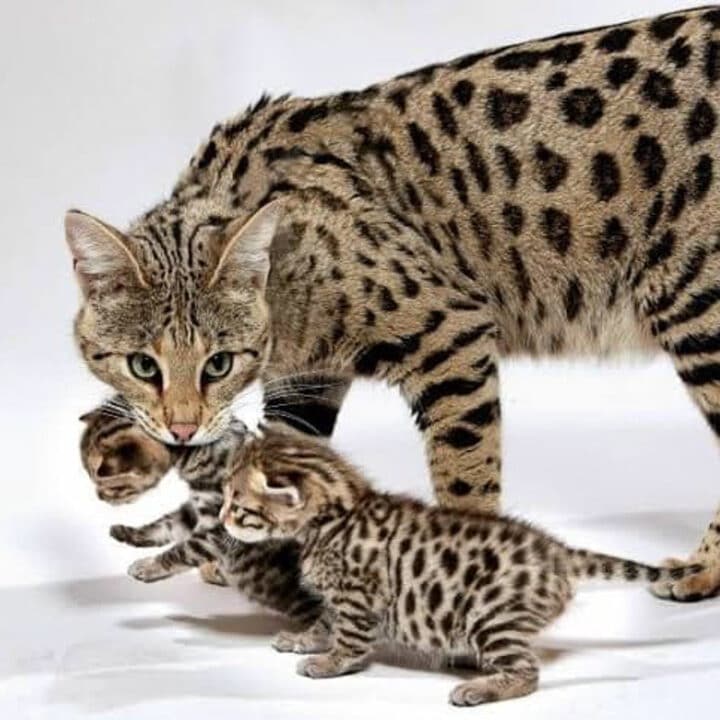 23 Most Expensive Cat Breeds in the World I Discerning Cat