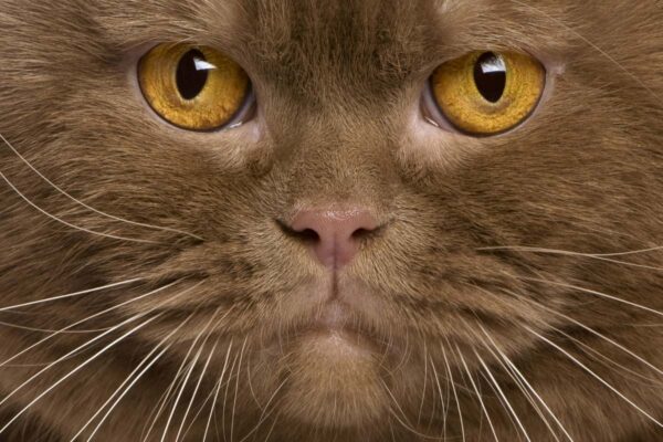 10 Flat Faced Cat Breeds You'll Want to Snuggle I The Discerning Cat