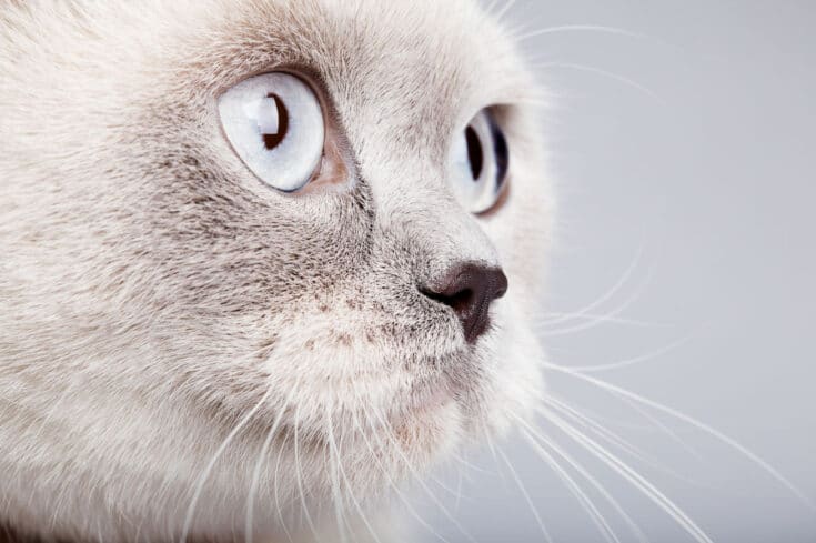 12 Most Popular British Shorthair Colors (2022) | From Cinnamon to ...