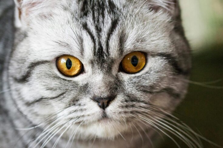 13 Greatest Grey Cat Names You'll Love I Discerning Cat