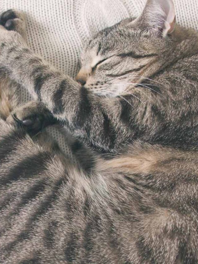 9 Sleeping Positions for Sick Cats All Owners Should Be Aware Story ...