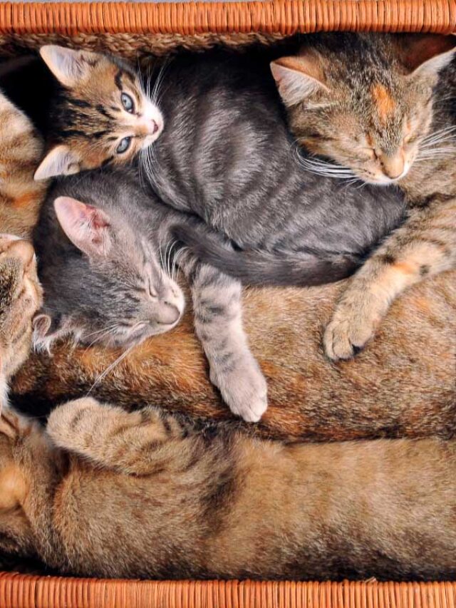 14 Sleeping Cat Positions and What they Reveal about your Kitty Story ...