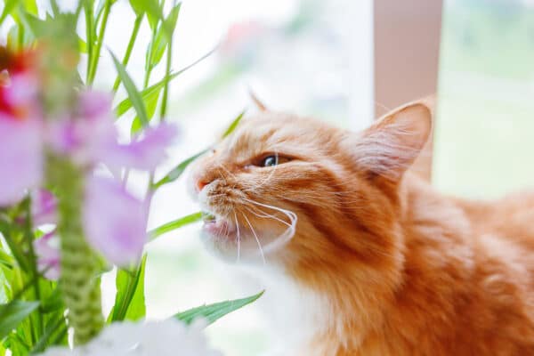 What Smells do Cats Hate: 13 Scents You Must Avoid