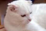 Khao Manee (2022) 13 Things You Need to Know I Discerning Cat