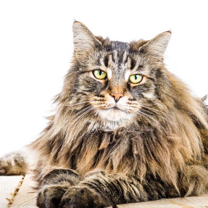 Tabby Cat Personality Profile I What Makes a Tabby Tick? I The ...