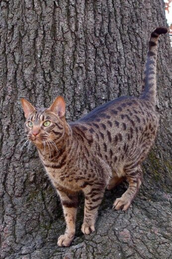 15 Beautiful Big Ear Cat Breeds that you'll Love I Discerning Cat