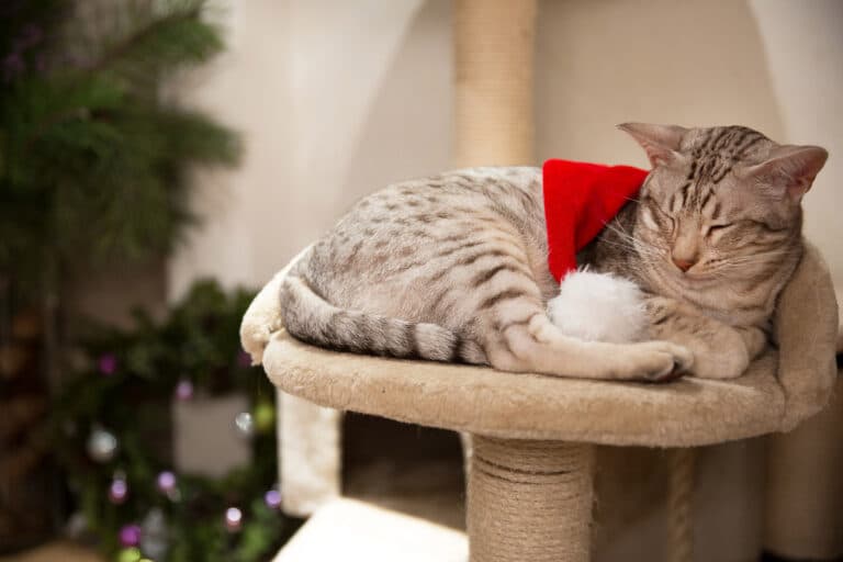 15 Beautiful Big Ear Cat Breeds that you'll Love I Discerning Cat