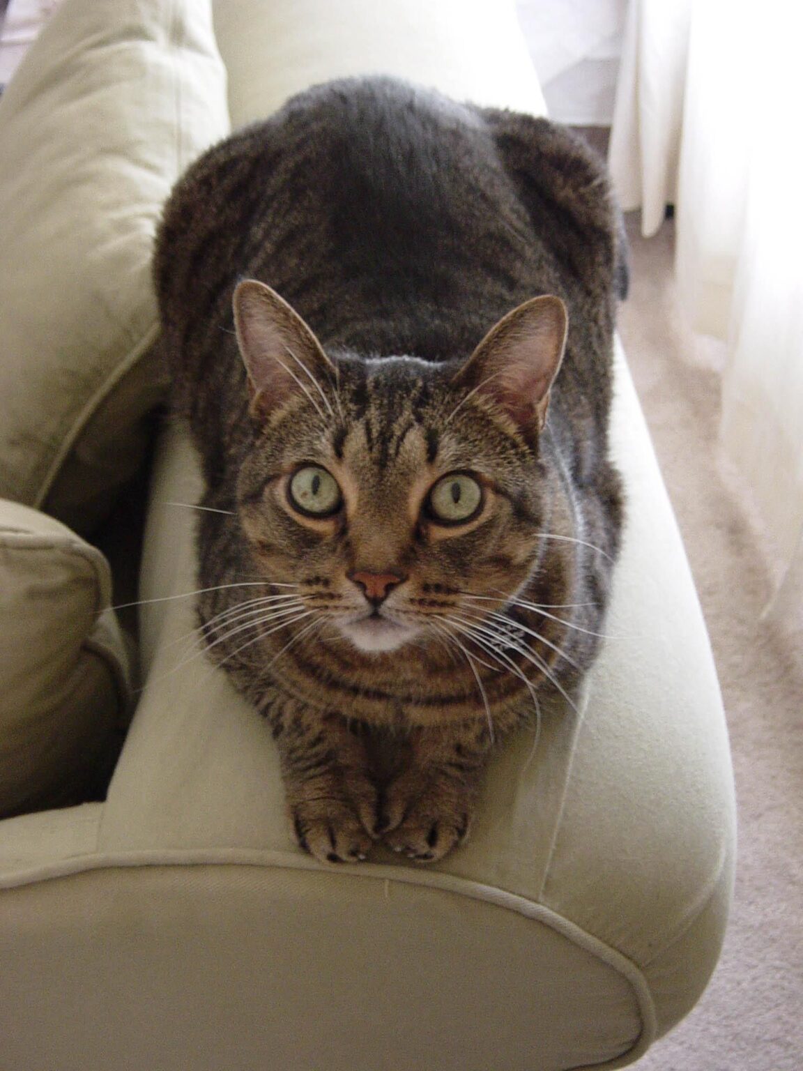 15 Beautiful Big Eyed Cat Breeds Youll Fall For I Discerning Cat