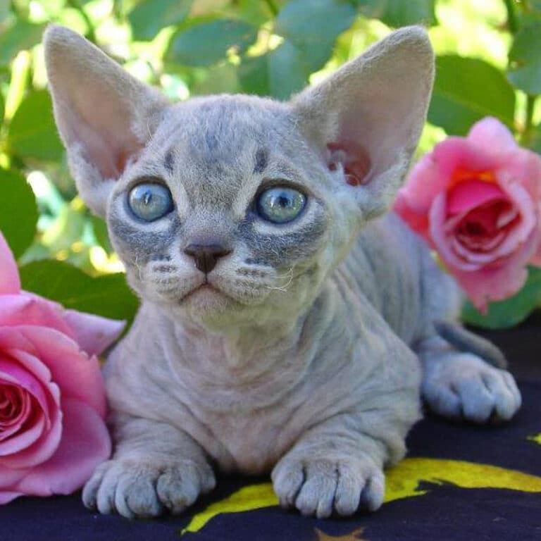 16 Weird Cat Breeds You'll Still Love I Discerning Cat