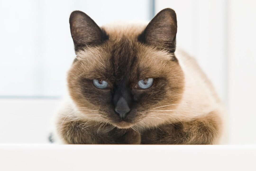 13 Most Popular Siamese Cat Colors You'll Love I The Discerning Cat