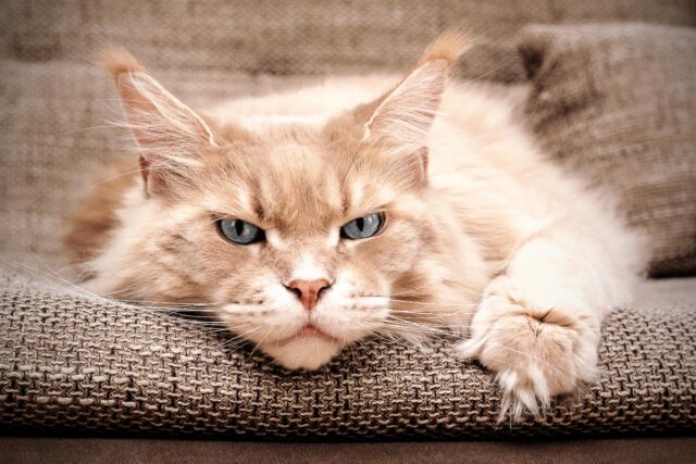 15 Most Popular Maine Coon Colors and Patterns (2023) I The Discerning Cat
