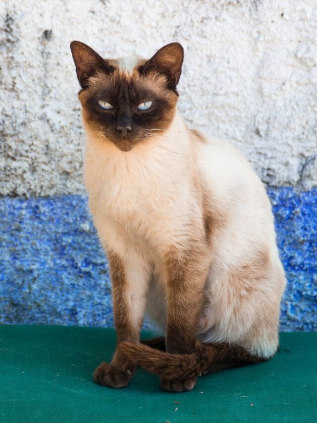 13 Most Popular Siamese Cat Colors Story - The Discerning Cat