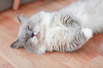 9 Cat Sleeping Positions When Sick (2022) All Owners Need to Know I ...