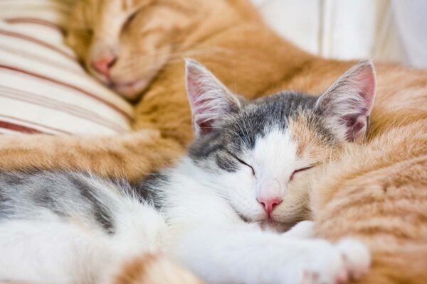 How Long do Cats Sleep? 8 Things Owners Need to Know I Discerning Cat