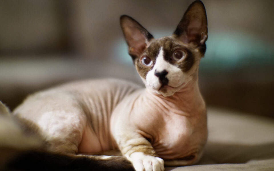 11 Cat Breeds with Short Legs You'll Love I Discerning Cat