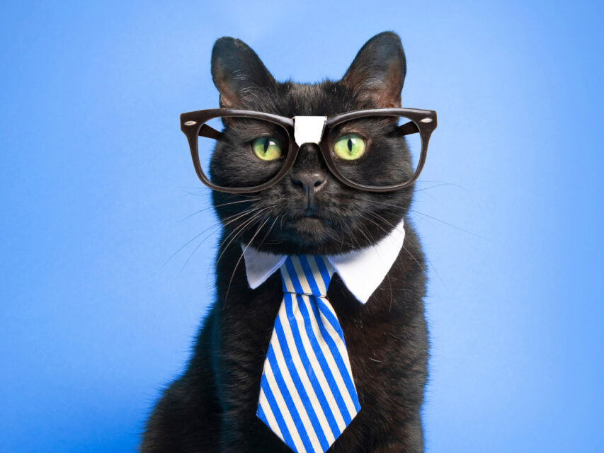 13 Smartest Cat Breeds You'll Love (2021) I Discerning Cat