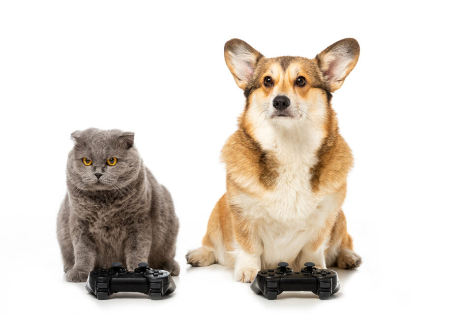 15 Things You Need to Know about Corgis and Cats I Discerning Cat