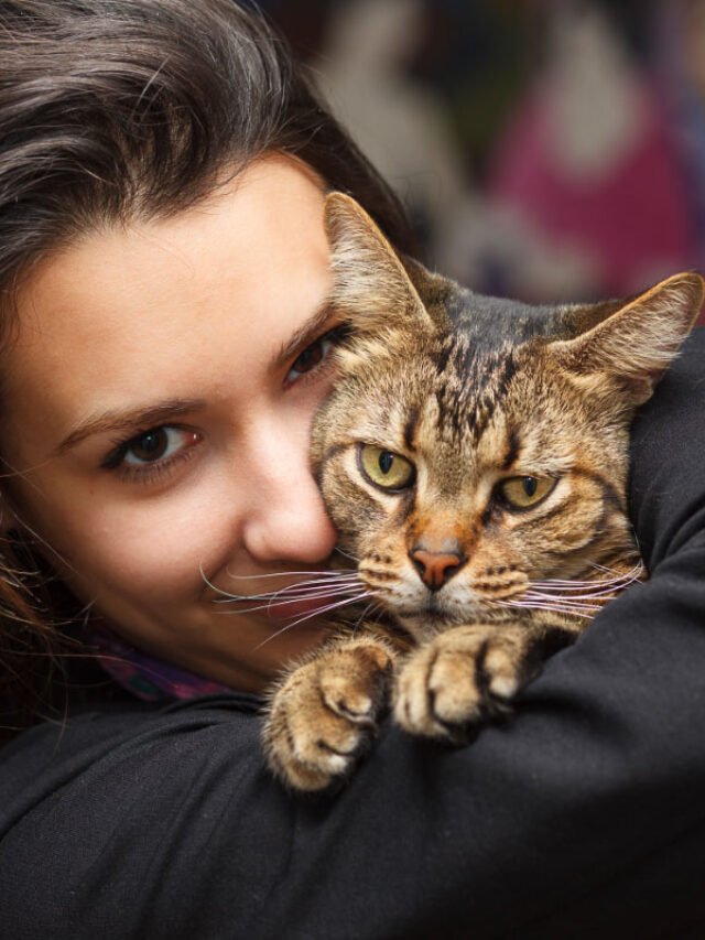 67 Best Cat Lover's Quotes You'll Enjoy Story - The Discerning Cat