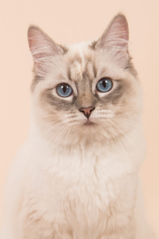 13 Types of Ragdoll Colors and Coat Patterns You’ll Love I Discerning Cat