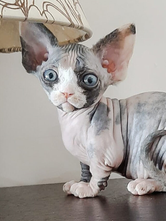 13 Things You Need to Know About Minskin Cats Story - The Discerning Cat
