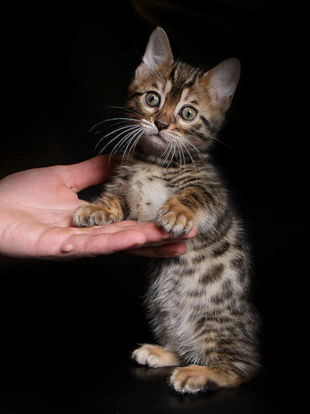 Genetta Cat Story - The Discerning Cat