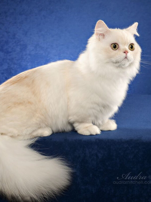 Napoleon Cat Story - The Discerning Cat