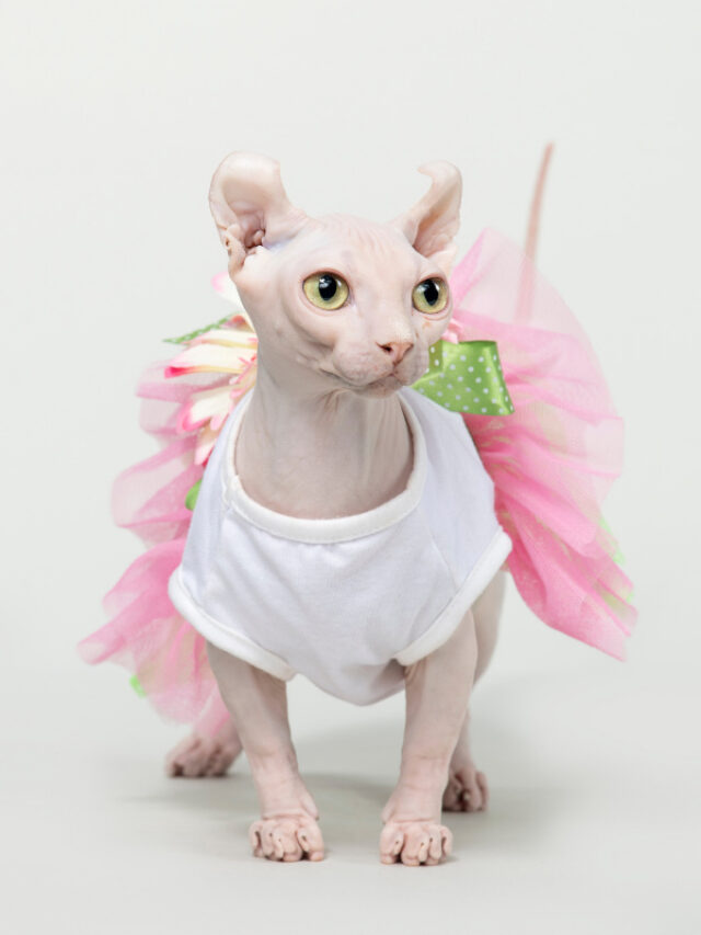 Dwelf Cat Story - The Discerning Cat
