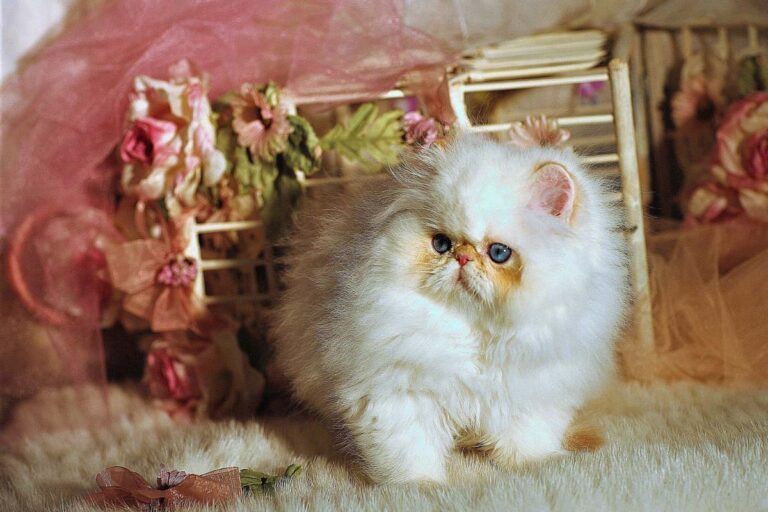 Napoleon Cat: 13 Things You Need to Know About This Adorable Feline