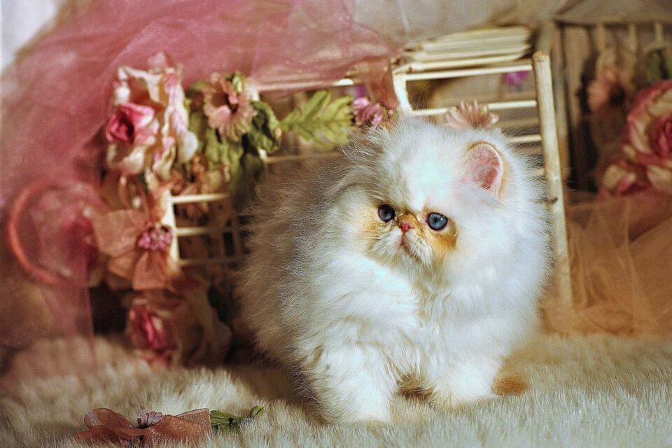 Napoleon Cat: 13 Things You Need to Know About This Adorable Feline